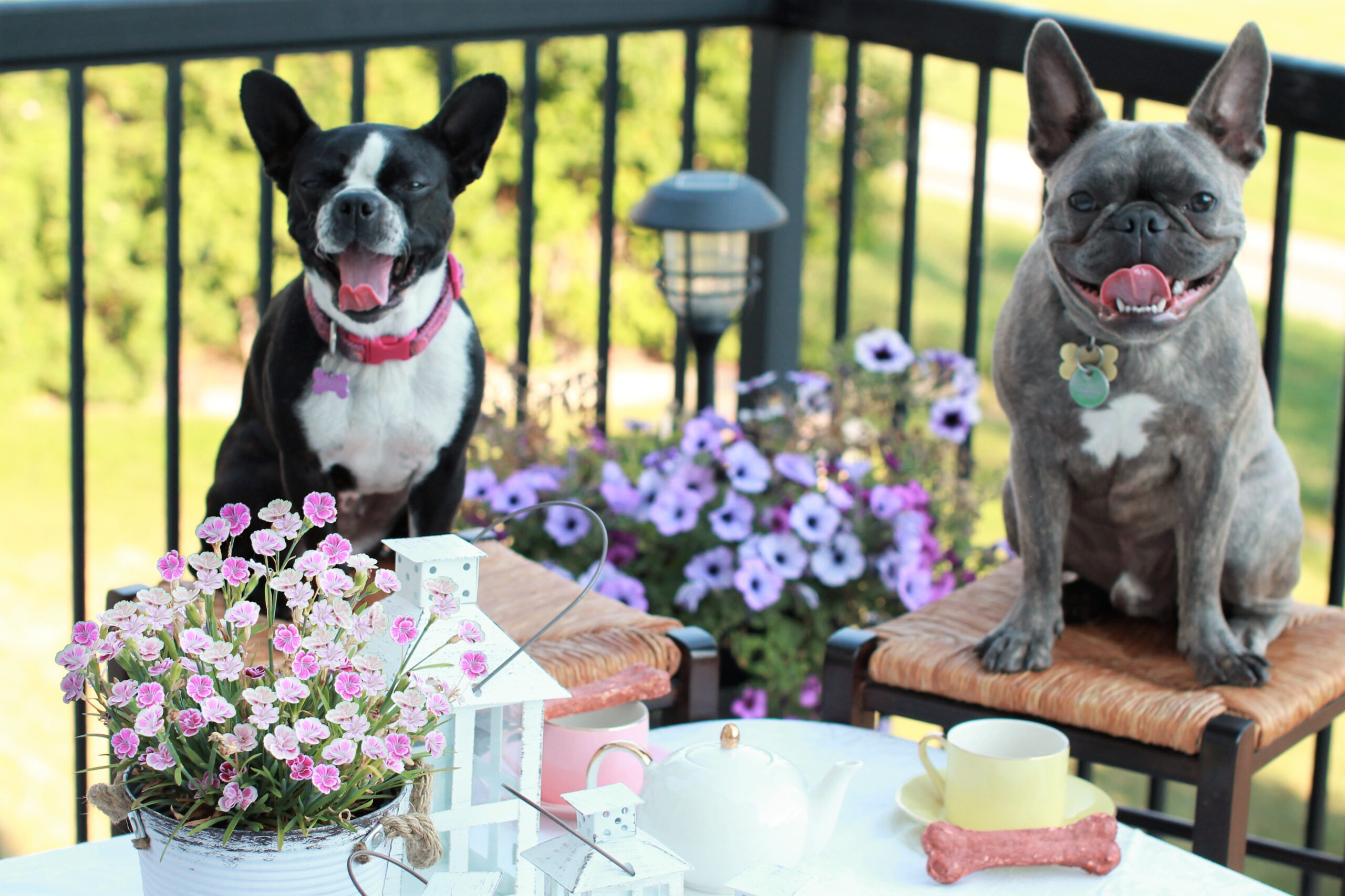 The Significant Benefits of Animals on Seniors | Seasons Retirement ...